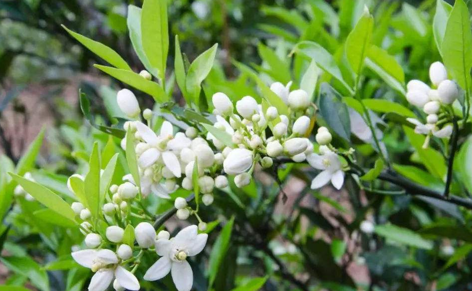 柑橘上使用磷酸二氢钾，有五个不可替代的优点，使用方法一文读懂！ -农资与市场官网