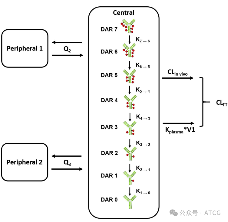 ADC 药物药代动力学（PK）特征与建模方法全解析：异质性挑战与机制研究策略