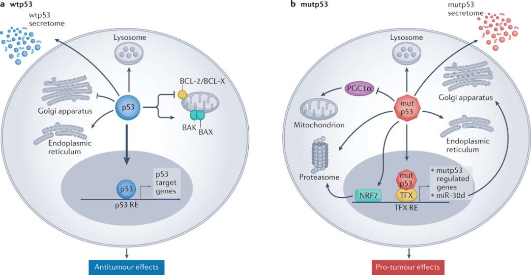 癌症中的p53药物：一种蛋白，多个靶点 - 脉脉
