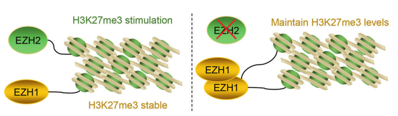 肿瘤新型治疗靶点：EZH1/2 - 脉脉