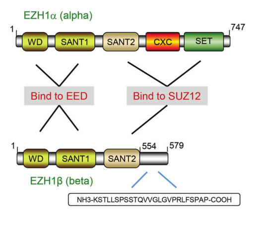 肿瘤新型治疗靶点：EZH1/2 - 脉脉