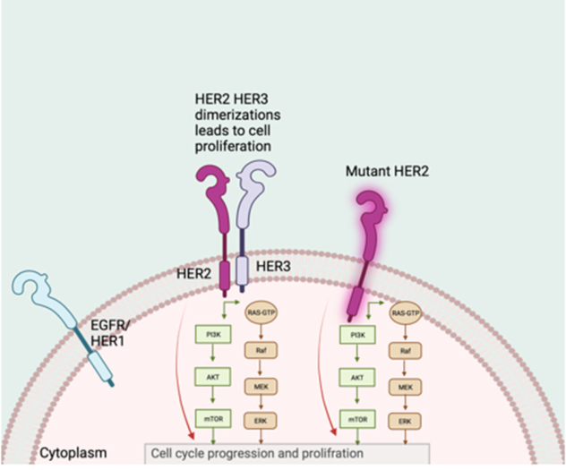 乳腺癌HER2靶向治疗药物的八大耐药机制及相应策略 - 脉脉