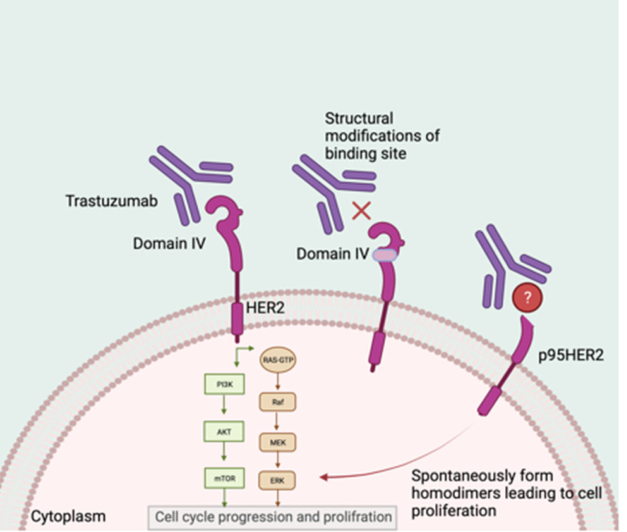 乳腺癌HER2靶向治疗药物的八大耐药机制及相应策略 - 脉脉
