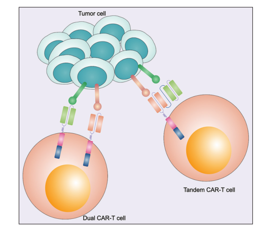 提高CAR-T细胞治疗疗效的三大策略 - 脉脉