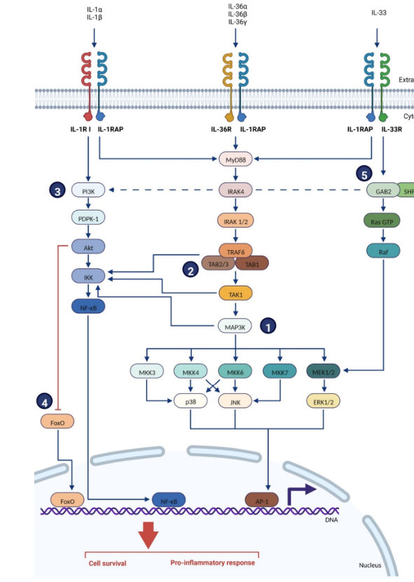 血液瘤和实体瘤的新型治疗靶点：IL-1RAP - 脉脉