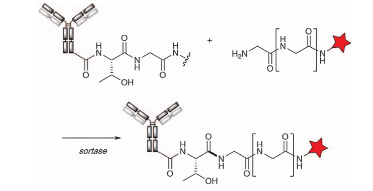 ADC的四大经典定点偶联技术 - 脉脉