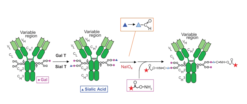 ADC的四大经典定点偶联技术 - 脉脉