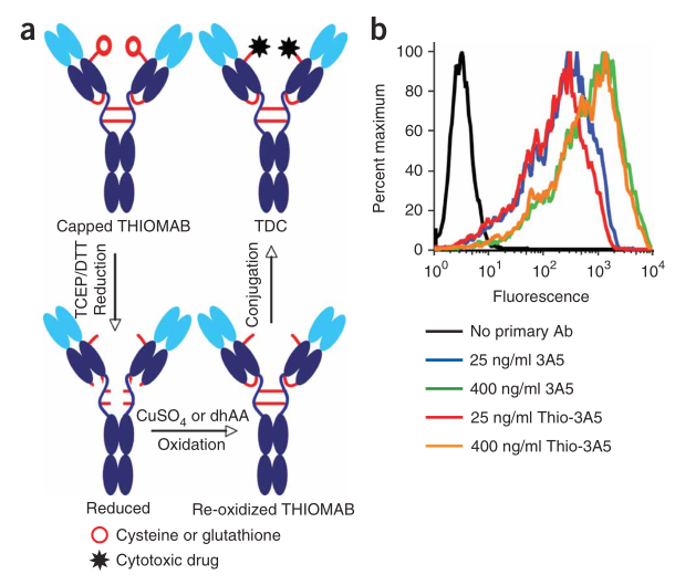 ADC的四大经典定点偶联技术 - 脉脉