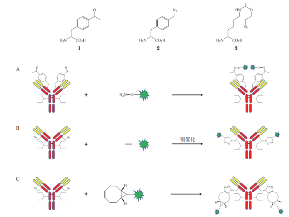 ADC的四大经典定点偶联技术 - 脉脉