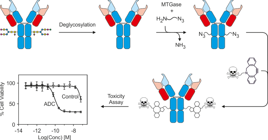 ADC的四大经典定点偶联技术 - 脉脉