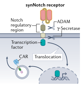 CAR T治疗实体瘤的“靶上/肿瘤外”毒性风险以及应对策略 - 脉脉
