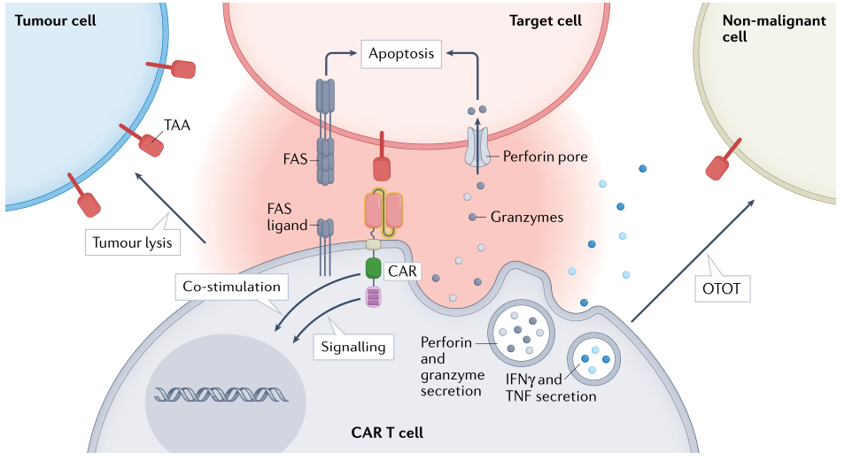 CAR T治疗实体瘤的“靶上/肿瘤外”毒性风险以及应对策略 - 脉脉