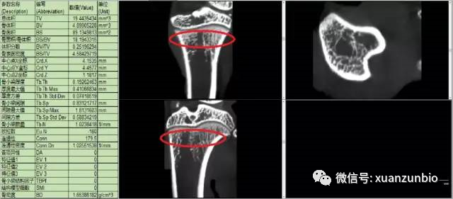 Micro-CT 骨组织的应用分析-学习中心-重庆宣尊生物科技有限公司-宣尊生物