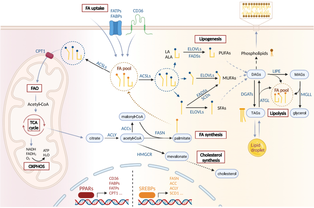 最新综述：脂质的摄入与代谢，如何影响癌症的进展和转移？ - 脉脉
