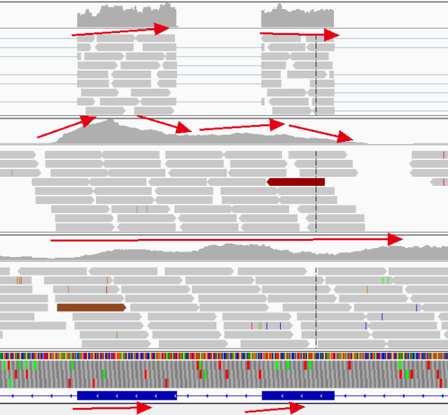 WGS,WES,RNA-seq组与ChIP-seq之间的异同 - 程序员大本营