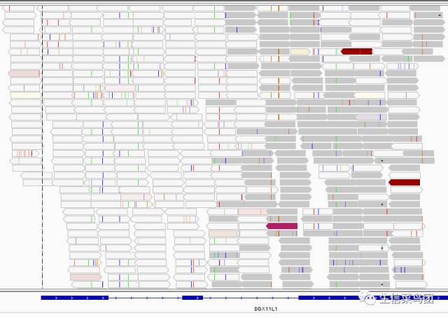 【直播】我的基因组（17）:初步分析一下multiple mapping 的情况 | 生信菜鸟团