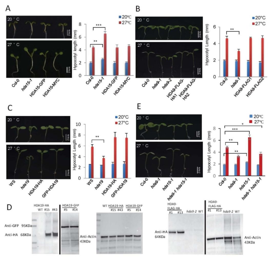 科学网—[转载]Plant Journal | 周道绣组揭示组蛋白去乙酰化酶在植物热响应中的功能 - 卜晨的博文