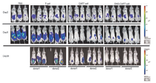 一文读懂 | IGC临床前动物模型解决方案 - 北京维通达生物技术有限公司