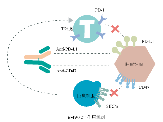 CD47遇上PD-L1，彼此成就 探索无限可能！ - 脉脉