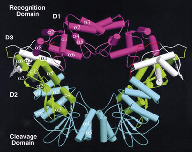深度盘点：一文带你读懂基因编辑技术 - 脉脉