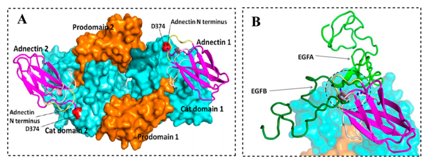 炙手可热降脂新星:PCSK9抑制剂最新进展 - 脉脉