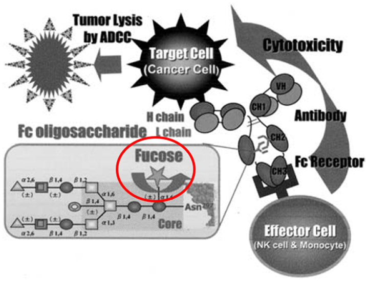 岩藻糖敲除宿主细胞株（CHO-K1-TGZ）在抗体药物生产的应用 - 脉脉