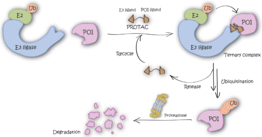网络研讨会 | 只知道PROTAC淘金热？Amgen最新PROTAC技术研究进展了解一下 - 脉脉