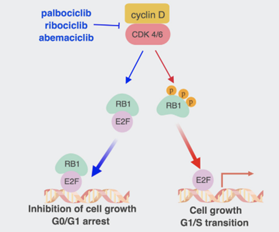 礼来制药阿贝西利片新增适应证，开启早期乳腺癌治疗新时代 - 脉脉