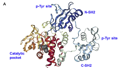 SHP2生物学功能及其在癌症中的作用 - 脉脉