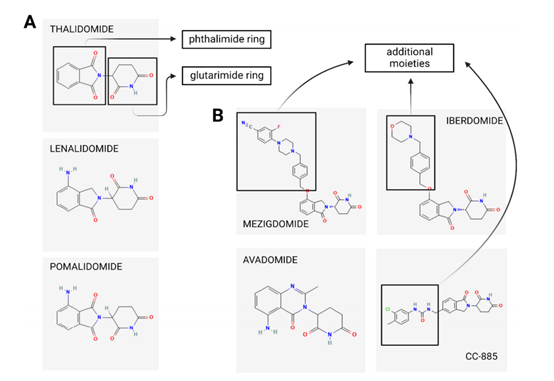 多发性骨髓瘤治疗靶点：CRL4 E3连接酶 - 脉脉