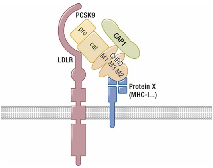 “后他汀时代”开拓者——降脂新星PCSK9抑制剂 - 脉脉