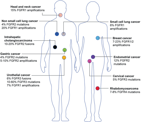 FGFR3抑制剂中的“优等生”——LOXO-435 - 脉脉