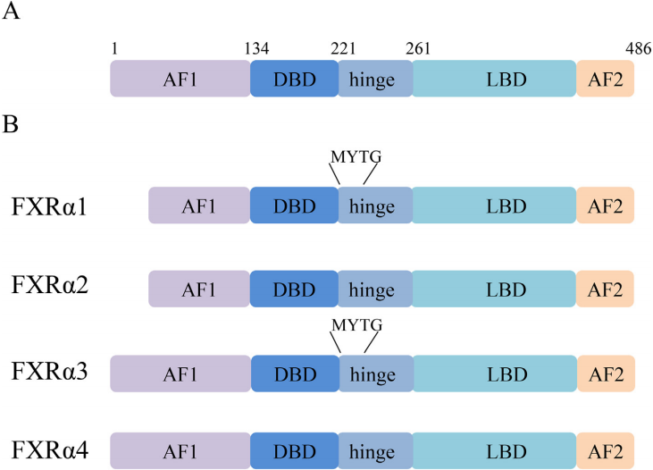 NASH等代谢疾病热门靶点——FXR受体，激动 or 拮抗 ？ - 脉脉