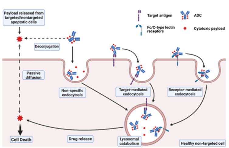 浅谈ADC药物脱靶毒性及改进策略 - 脉脉