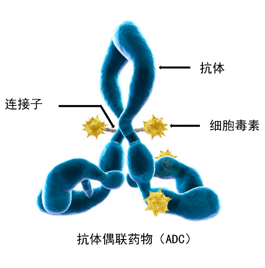 “抗癌生物导弹”—ADC药物的临床研发与审评关注点 - 脉脉