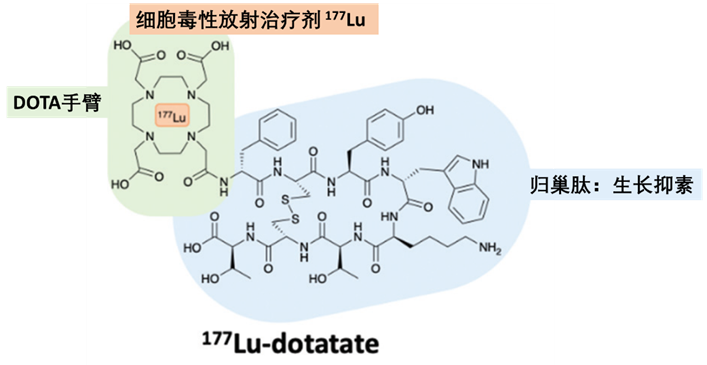 抗癌明日之星：多肽药物偶联物（Peptide Drug Conjugate） - 脉脉