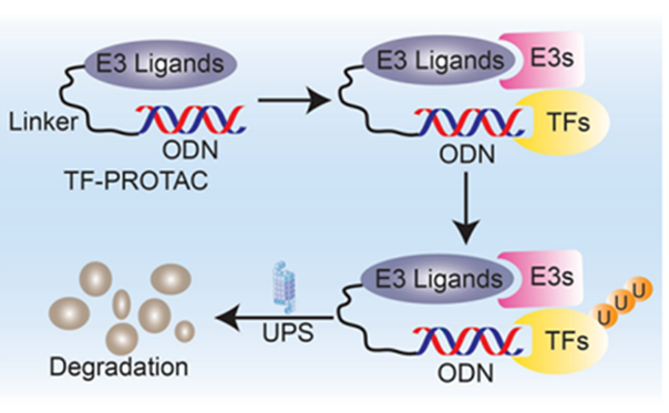 靶向“不可成药”转录因子的新思路及进展 - 脉脉