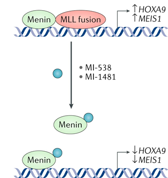 靶向“不可成药”转录因子的新思路及进展 - 脉脉