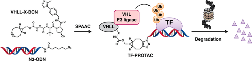 靶向“不可成药”转录因子的新思路及进展 - 脉脉
