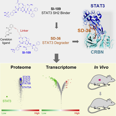 靶向“不可成药”转录因子的新思路及进展 - 脉脉