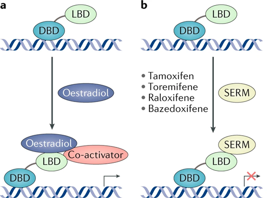 靶向“不可成药”转录因子的新思路及进展 - 脉脉