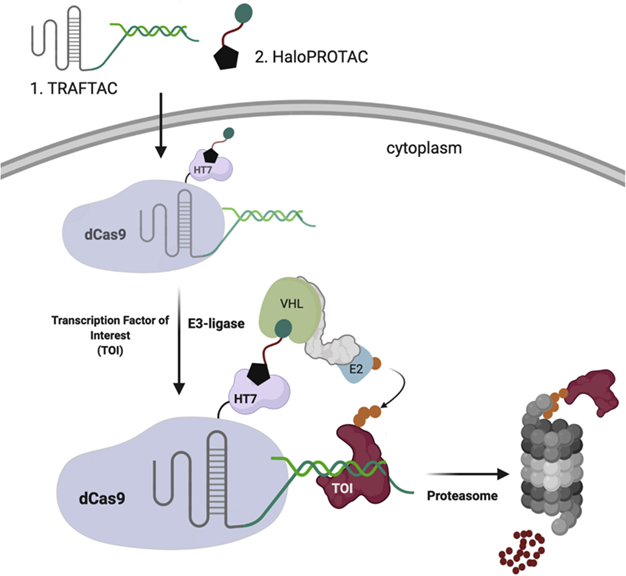 靶向“不可成药”转录因子的新思路及进展 - 脉脉