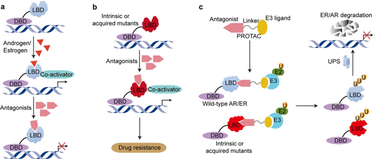 靶向“不可成药”转录因子的新思路及进展 - 脉脉