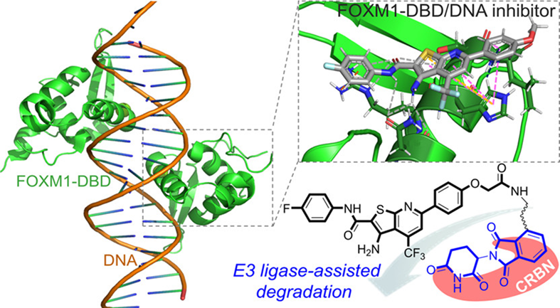靶向“不可成药”转录因子的新思路及进展 - 脉脉