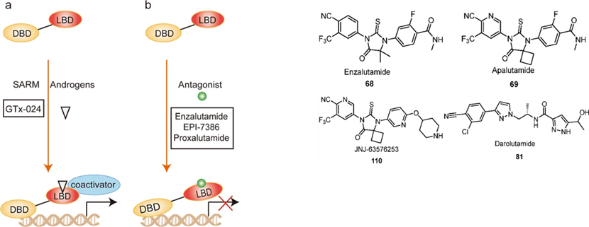 靶向“不可成药”转录因子的新思路及进展 - 脉脉