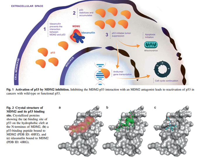 靶向“不可成药”转录因子的新思路及进展 - 脉脉
