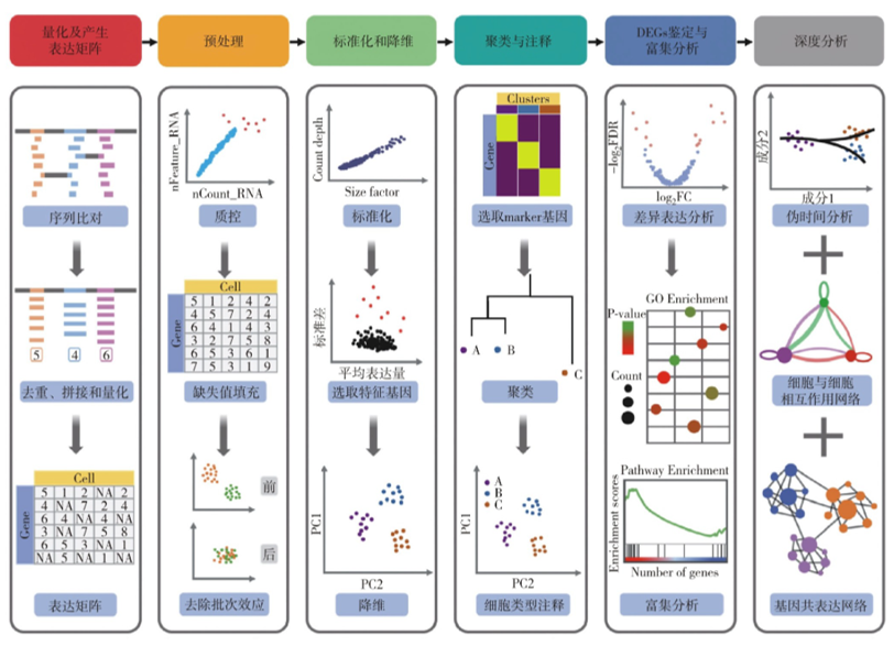 scRNA-seq——为药物研发提供新思路 - 脉脉