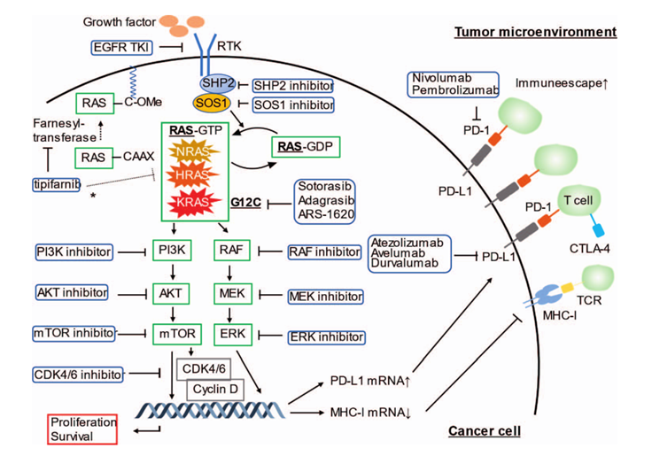 靶向KRAS的癌症治疗策略 - 脉脉