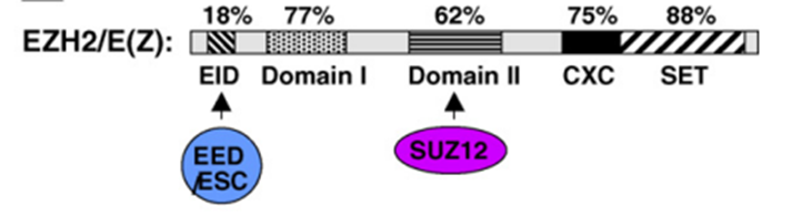 除了恒瑞出海的SHR2554外，EZH2还有哪些研究进展？ - 脉脉