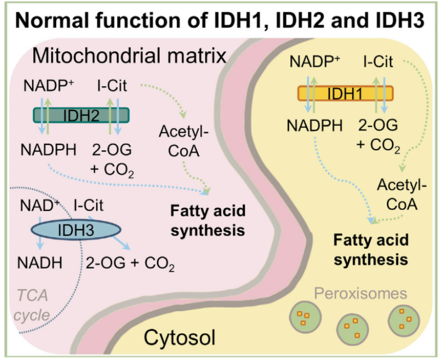“破卷”靶点：“核心”代谢酶IDH1及其抑制剂医药新闻-ByDrug-一站式医药资源共享中心-医药魔方